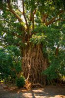 Millenium Tree, Aurora | Visit Central Luzon