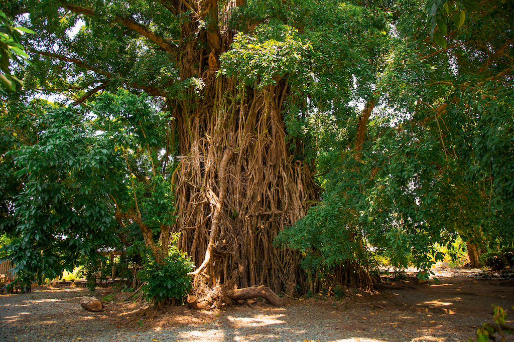 Millenium Tree, Aurora | Visit Central Luzon